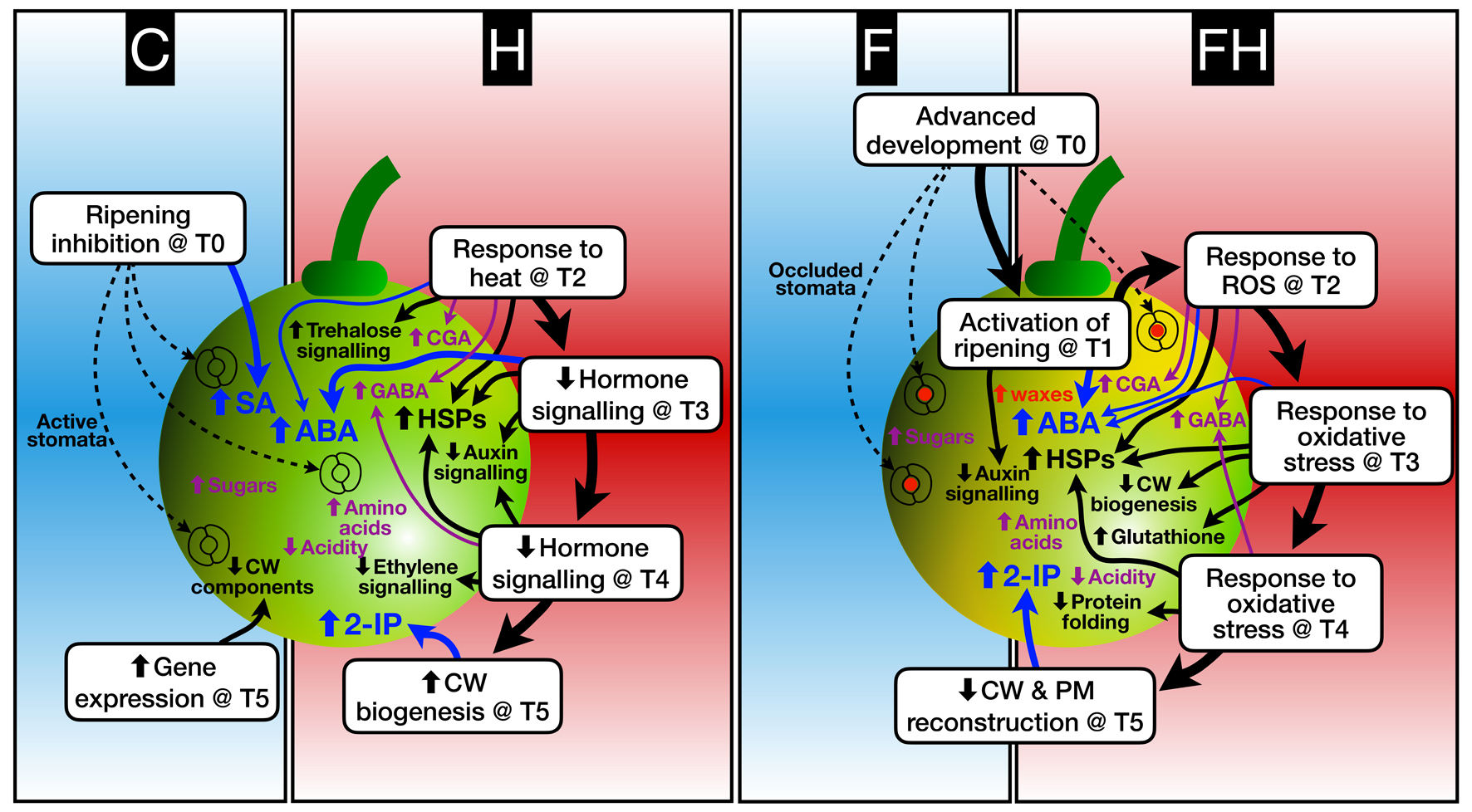 Grape Berry Responses to Sequential Flooding and Heatwave Events: A ...