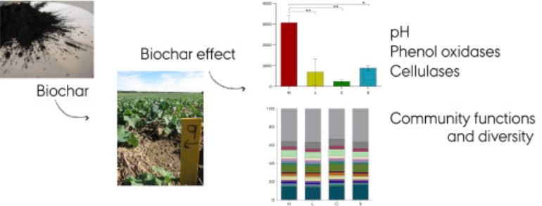 Gasification biochar has limited effects on functional and structural diversity of soil ...