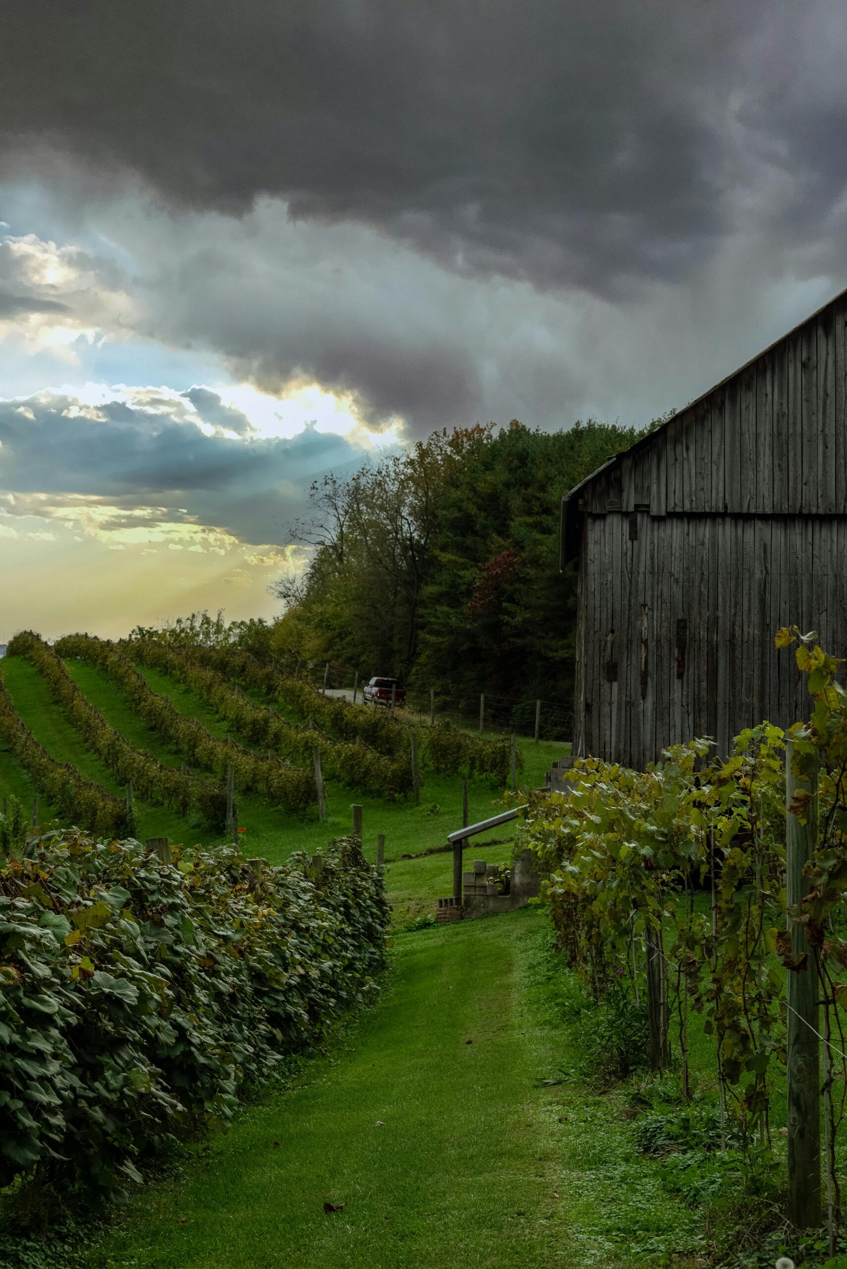 Workshop ” Extreme weather events impacts on vineyards” – Cirve Italiano